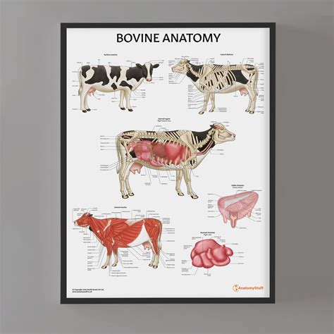 Bovine Anatomy Poster Cow Muscles And Organ Chart Anatomystuff