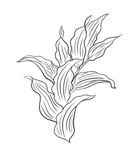 Premium Vector Hand Drawn Leaf Vector