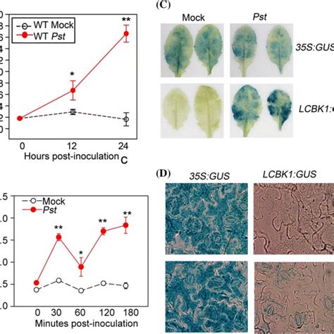 Effect Of Phytosphingosine Phs And Phytosphingosine 1 Phosphate
