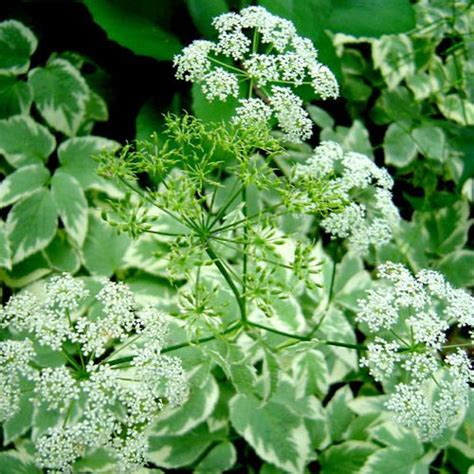 Bishops Weed Benefits And Its Various Uses Veggies Info