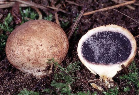 Mushroom Species Scleroderma Cepa Images And Info