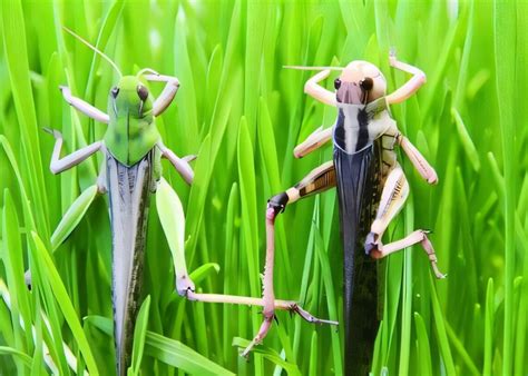 Timeline Of The Evolution Of Life On Earth