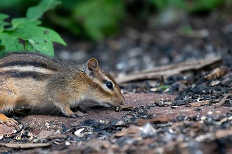 See The Siberian Chipmunks Of The Forêt De Soignes