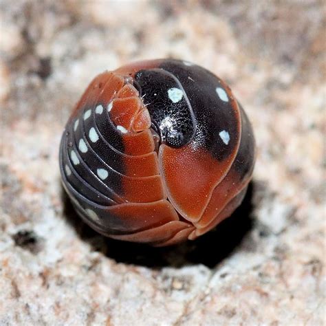 Clown Isopod Armadillidium Klugii R Isopods