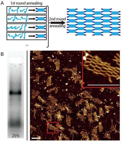 Hierarchical Self Assembly Of 6 × 5 Lattice With Dx Tile I A Download Scientific Diagram