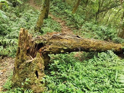 淡蘭古道中路續行柑腳威惠廟 崩山坑古道 料角坑紅線 柑腳山 山腰古道 濶瀨越嶺保甲路 中坑頭鞍部 中坑古道 柑腳威惠廟O形 健行筆記