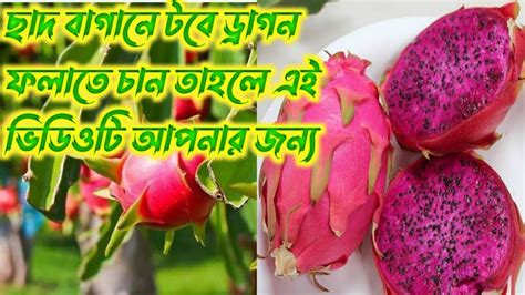 How To Grow Dragon Fruit Plant In Pot টবে ড্রাগন ফল গাছের প্রতিস্থাপন