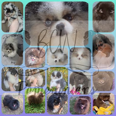 Chars Pomeranians Today At The Westminster Kennel Club Show G Ch