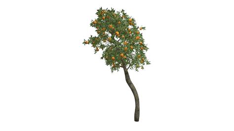 Orange Tree 02 3d Model By Kmg 3d Kmg3d [6d289ee] Sketchfab