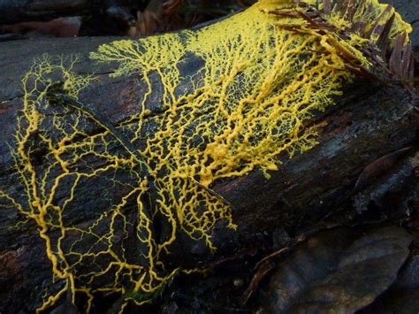 Fascinating Plant Fact Slime Mold Can Learn And Solve Mazes Yellow