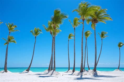 Anthony Odea Dream Vacations West Palm Beach Fl