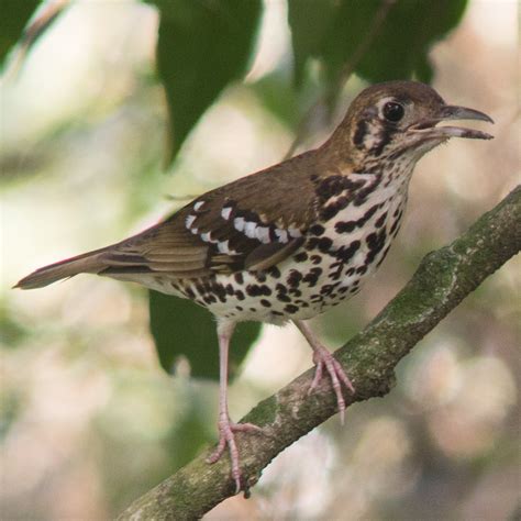 Spotted Ground Thrush Geokichla Guttata Birdweather
