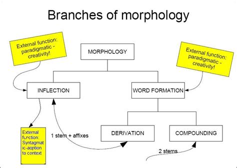 Diagram Branches Of Morphology