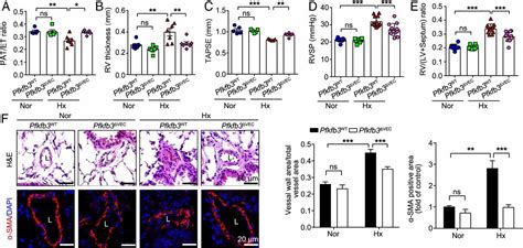 Pfkfb3 Mediated Endothelial Glycolysis Promotes Pulmonary Hypertension Pnas