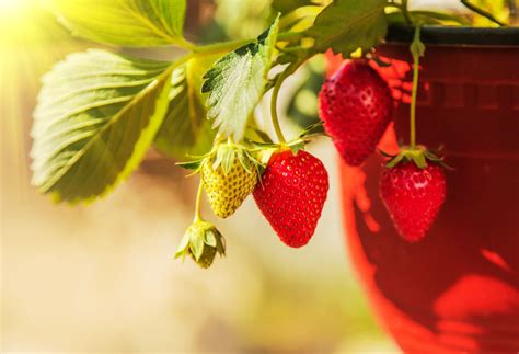 How To Grow Strawberries In Pots In 8 Easy Steps Clean Green Simple