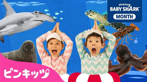 おうち水族館🐳サメのかぞくと海のどうぶつの歌 子どもの歌 知育動画 ピンキッツ・ベイビーシャーク Youtube