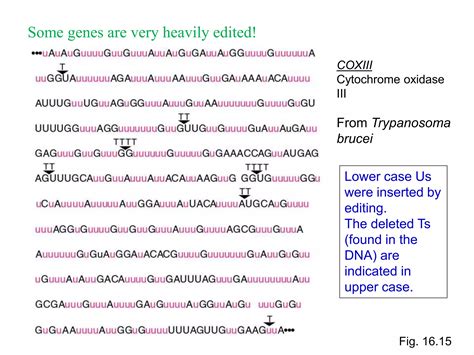 Rna Editingpptx