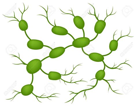 Lymph Node Clipart 10 Free Cliparts Download Images On Clipground 2025