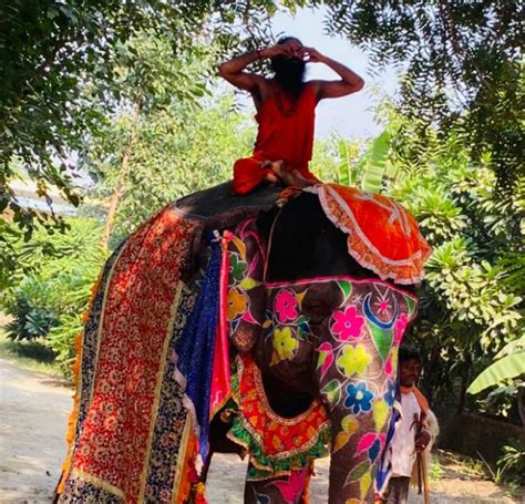 Watch Baba Ramdev Falls Off Elephant While Performing Yoga Nation