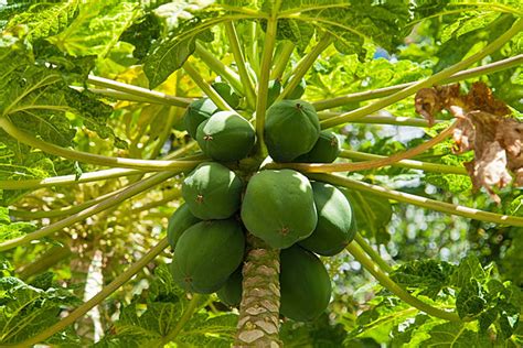 Carica Papaya Pawpaw Fruit Tree Organic Papaya Pawpaw Photo Background