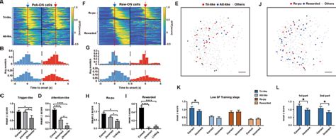 Distinct Mpfc Pyramidal Neuron Ensembles Differently Tuned To Poking Or