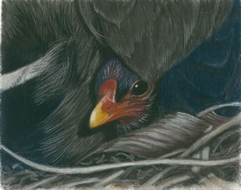 Moorhen Chick Pitt Pastel Pencils A5 Wildart