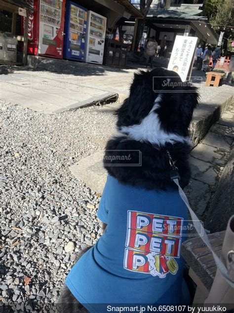 飼い主を待つ犬の写真画像素材 6508107 Snapmartスナップマート