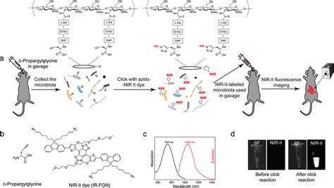 A Scheme Of The Nir Ii Based Fluorescence Imaging Of Gut Microbiota Download Scientific