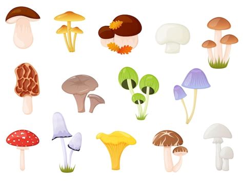 Premium Vector Edible And Poisonous Mushroom Set Autumn Forest Elements