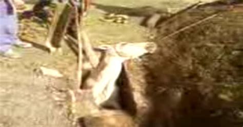 G1 Cavalo é resgatado após cair em buraco em Araçariguama SP