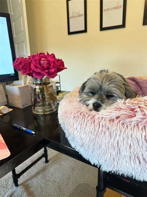 Not A Bad Monday With Beautiful Roses And The Cutest But Worst