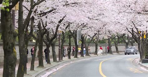 벚꽃 명소 북적꽃은 내년에도 핍니다