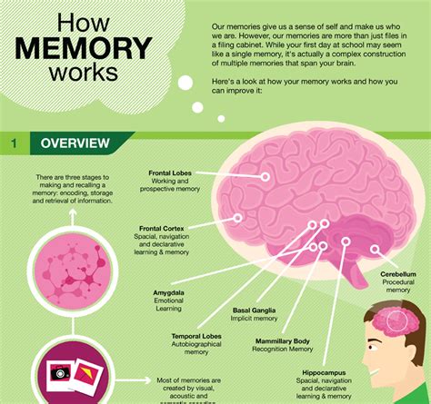How Memory Works Job Search Infographics