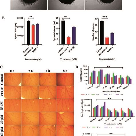 A Monacolin X Inhibited Endothelial Cell Sprouting In An Aortic Ring