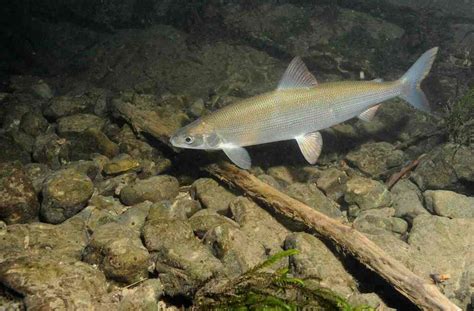 Common Whitefish In January 2012 By Tmenut INaturalist