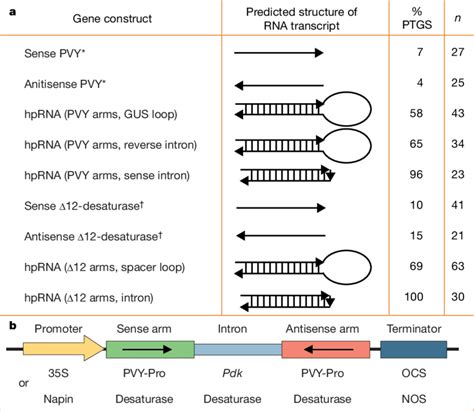 Efficiency Of Induction Of Post Transcriptional Gene Silencing Ptgs