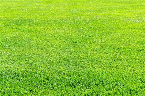 芝生芝のフリー写真素材 1837 フリー写真素材フォトック無料商用利用可クレジット表記不要 Outdoor decor