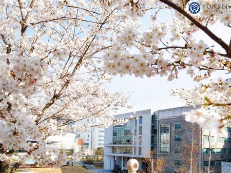 💙 Yonsei University Sinchon Campus In Seoul Spring 2023 🌸 Yonsei