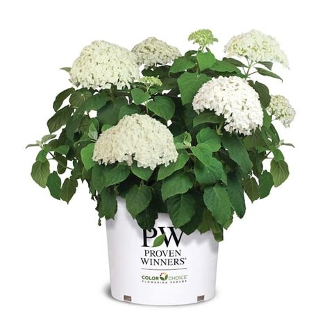Hydrangea Bushes The Home Depot