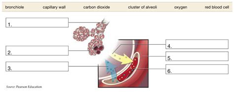 Ch Labeling Gas Exchange Diagram Quizlet