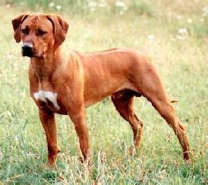 Top Imagen Rhodesian Ridgeback Cazando Leones Abzlocal Mx