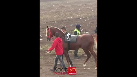 الحصانالعربي الخيلالعربية الحصان بوزريكا الهلال ابن الفحل هلال
