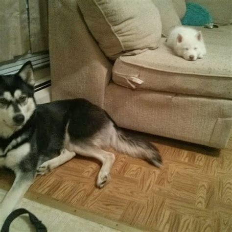 Jacob Perillo Youtube