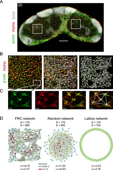 Assessing The Topology Of The T Cell Zone Frc Network A Overview 2 D