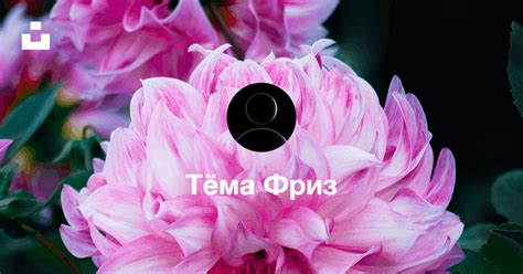 Тёма Фриз Temafreez Comunidade De Fotos Da Unsplash