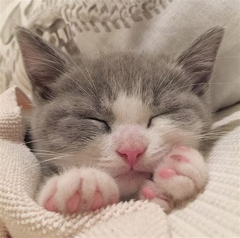 壁纸 萌宠 猫咪 喵星人 高清图片，堆糖，美图壁纸兴趣社区