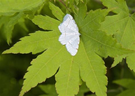 Solving A Buggy Whodunit With Charley Eiseman