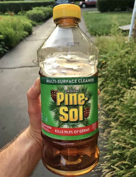 Using Pine Sol To Keep Mice Away Heres How Pest Pointers