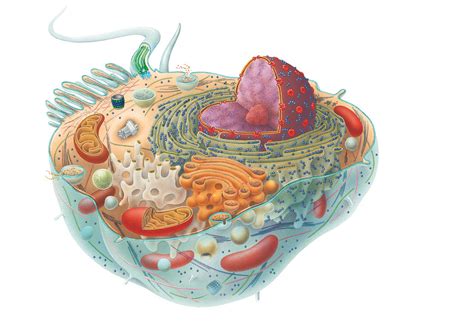Soph Bio Chapter 7 And 10 Diagram Quizlet