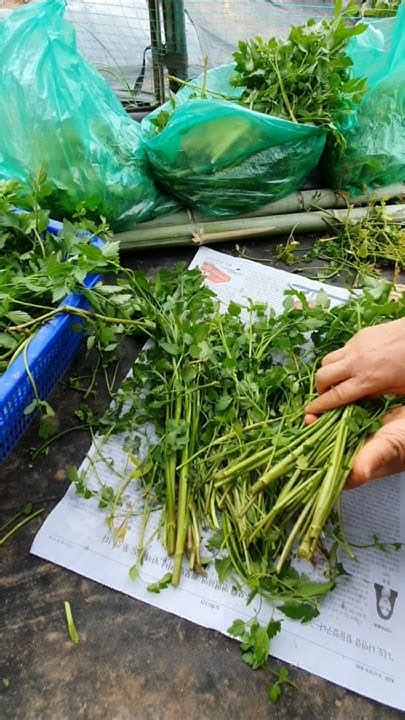 물미나리 부드럽고 밭미나리는 질기다 Youtube